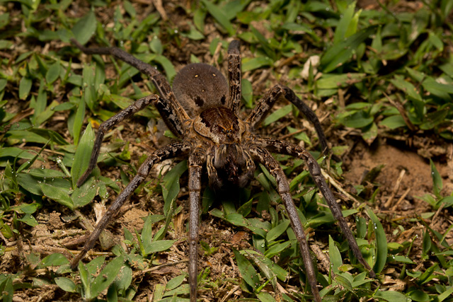 The bridal veil: how spiders tie the knot | spiderbytes